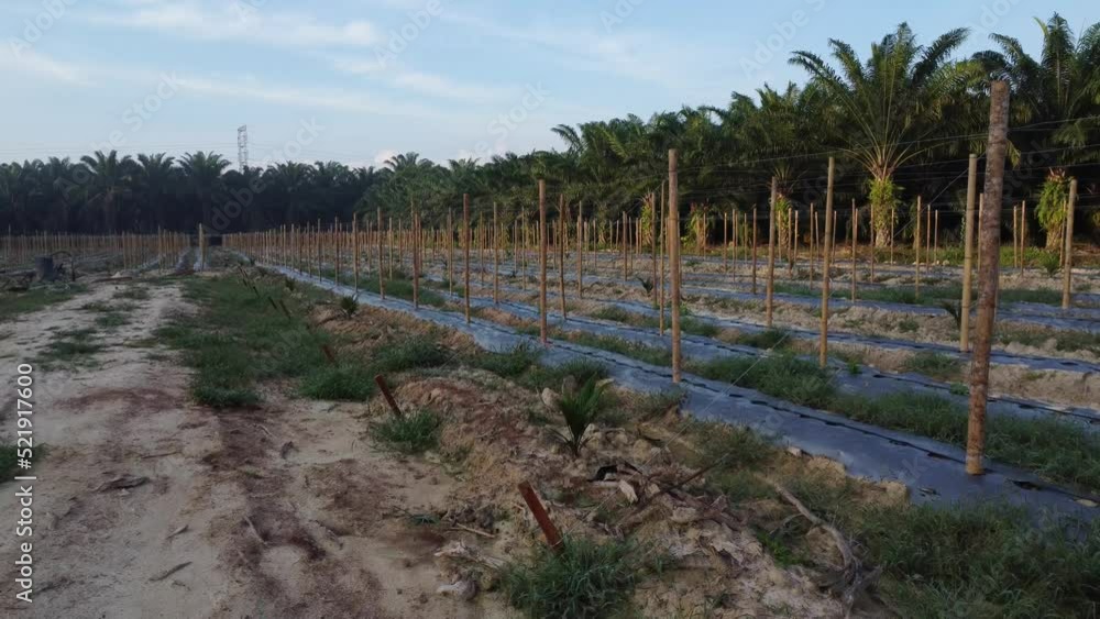 bamboo poles tied with fine metal wire string for creeping vine plant ...