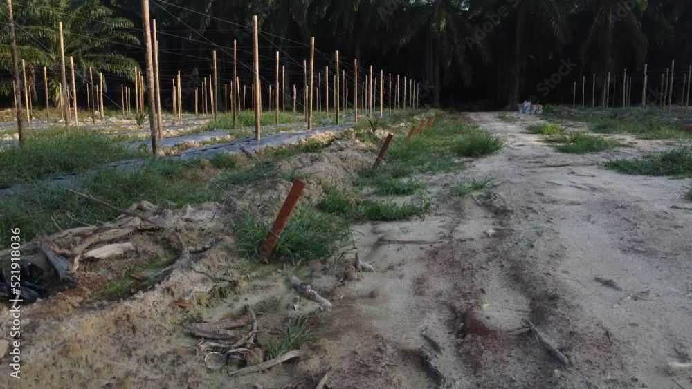 bamboo poles tied with fine metal wire string for creeping vine plant ...