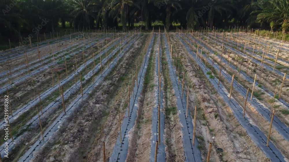 bamboo poles tied with fine metal wire string for creeping vine plant ...