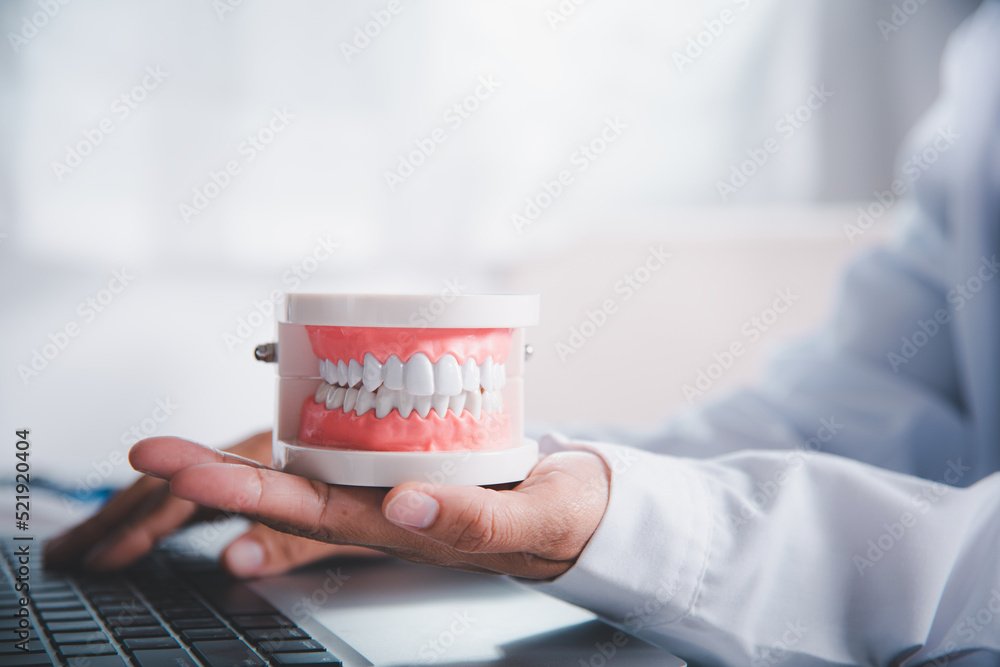 Dentist woman hand holding educational jaw model of oral cavity with ...