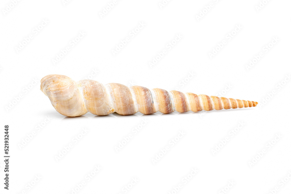 Image of pointed cone shell (Terebridae) on a white background ...