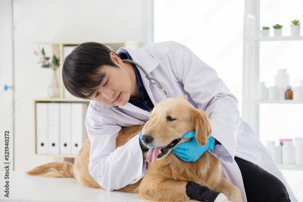 Professional veterinarian examining dog's teeth in vet clinic Stock ...