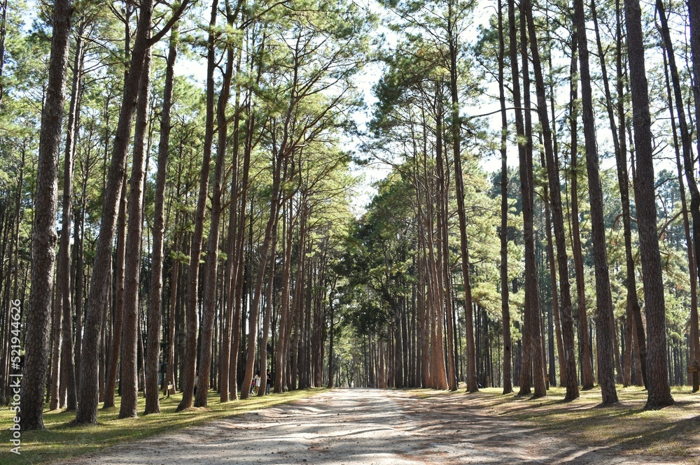 Suan Son Bor Kaew or Bo Kaeo Pine Tree Garden is the nams of stunning ...