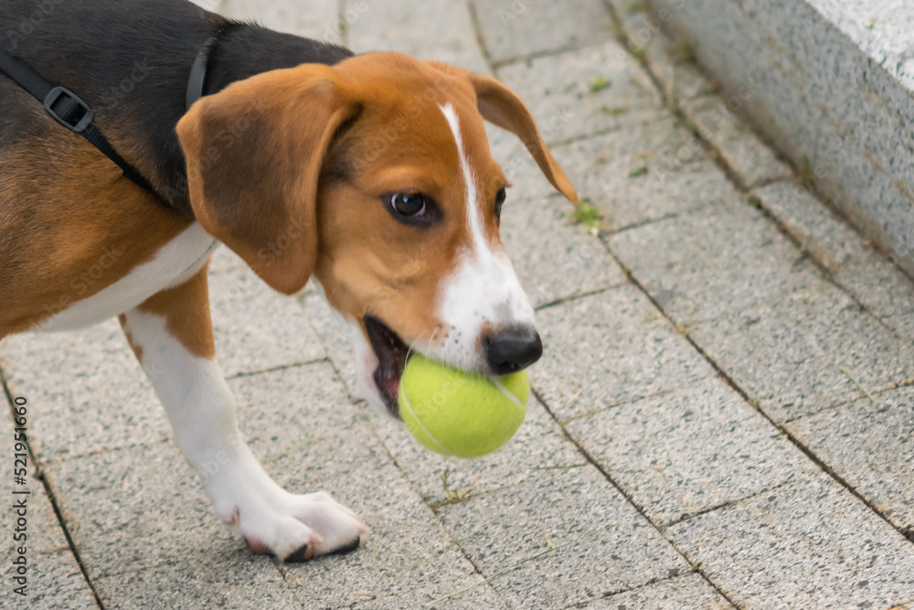Beagle puppy holding a tennis ball in its mouth, close-up Stock Photo ...