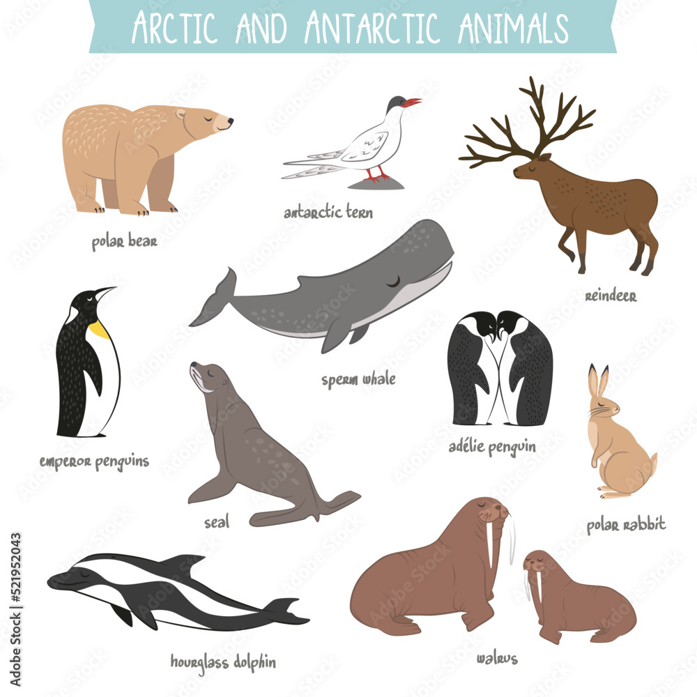Arctic and antarctic animals set isolated vector illustration. Seal ...