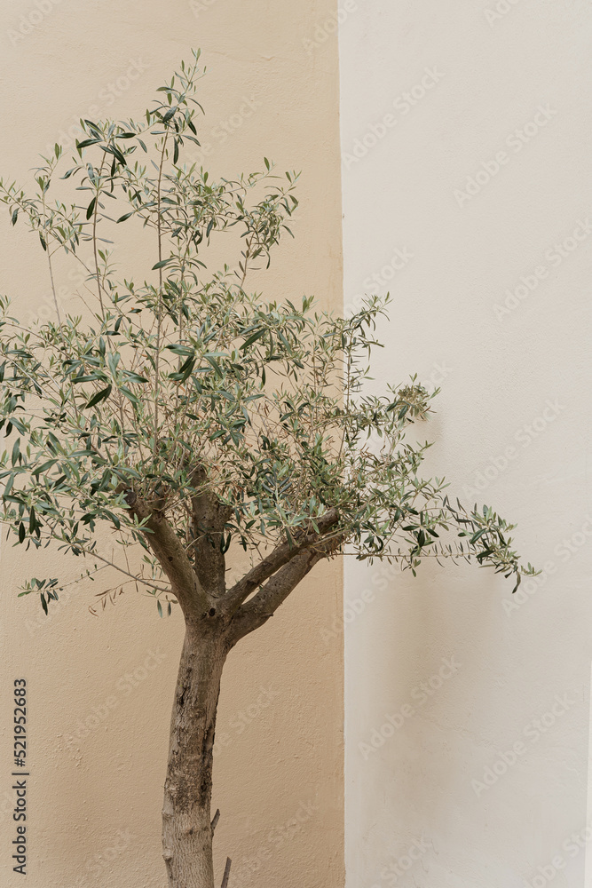 Aesthetic olive tree leaves on neutral soft pastel beige wall ...
