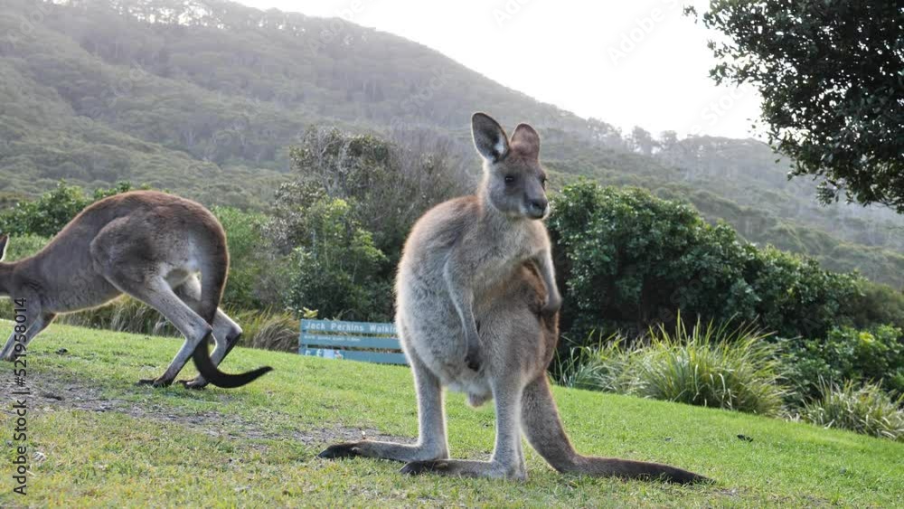 Vidéo Stock Iconic Australian Kangaroo grooming itself on a scenic ...