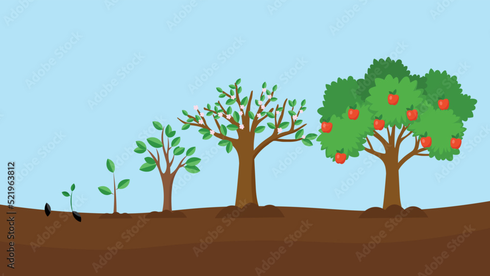 How does an apple tree grow in stages Stock Vector | Adobe Stock
