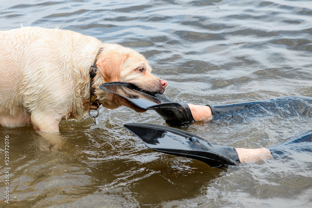 dog rescues a drowning diver in the ocean. Drags by flippers to the ...