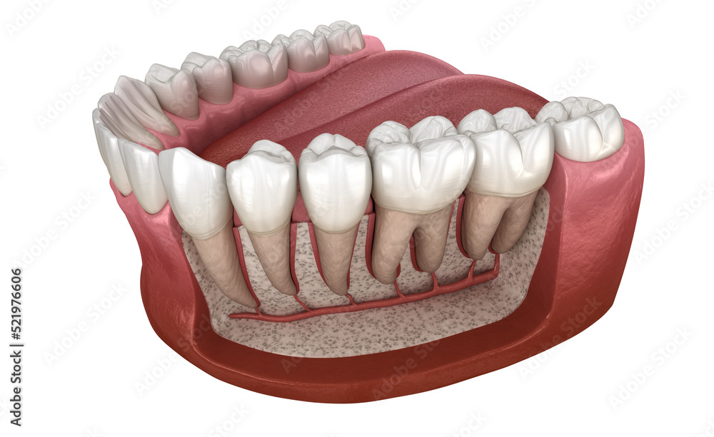 Dental Root anatomy of mandibular human gum and teeth, x-ray view ...