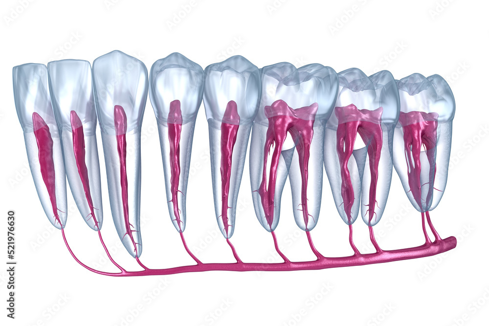 Dental root anatomy, Xray view. Medically accurate dental 3D ...