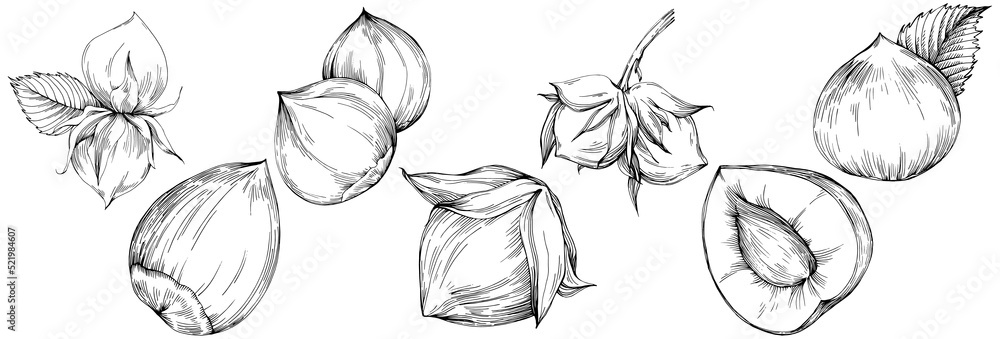 Hazelnut, filbert, cobnut hand-drawn Vector Illustration isolated on ...
