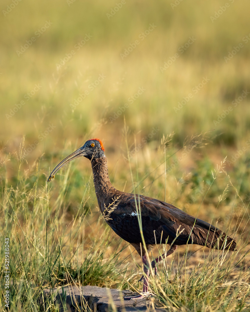 Red naped ibis or Indian black ibis or Pseudibis papillosa bird closeup ...