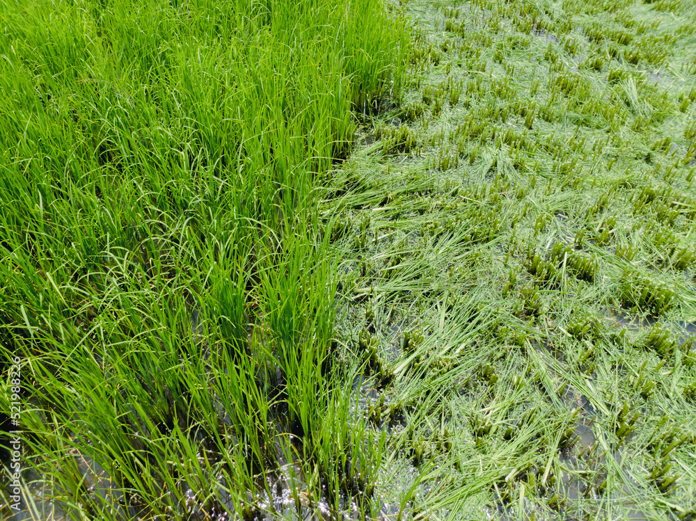 Rice plants with young leaves and shoots removed to prevent diseases ...