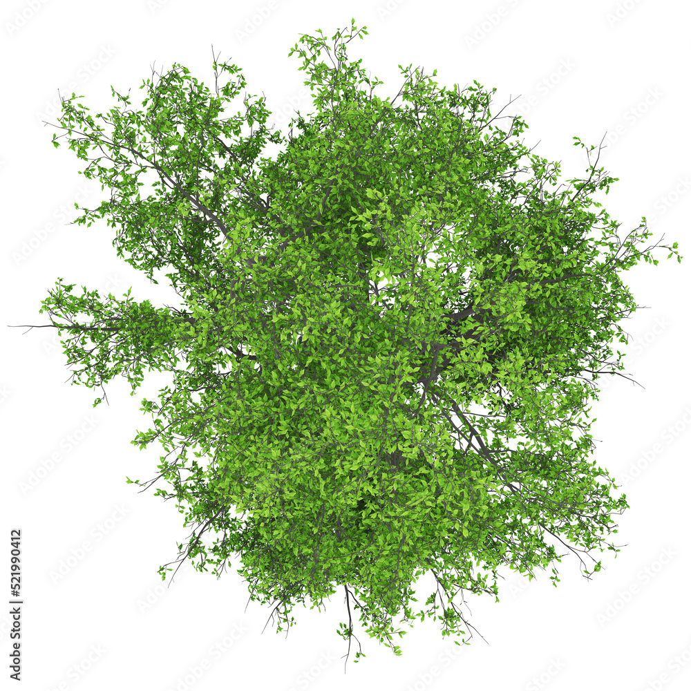 Ash tree top isolated Stock Illustration | Adobe Stock
