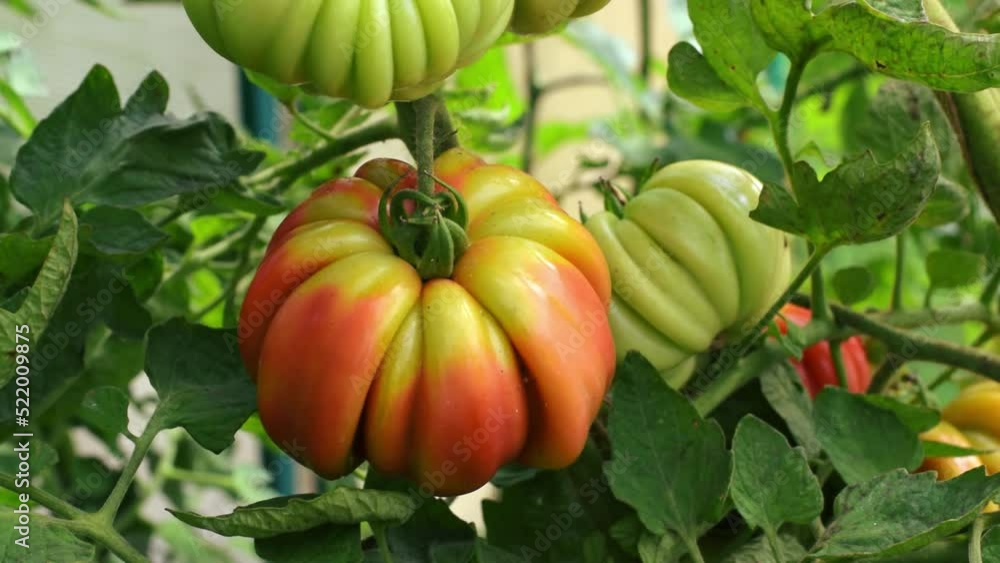 Studying heirloom ridged tomato ripening in the greenhouse. Using ...