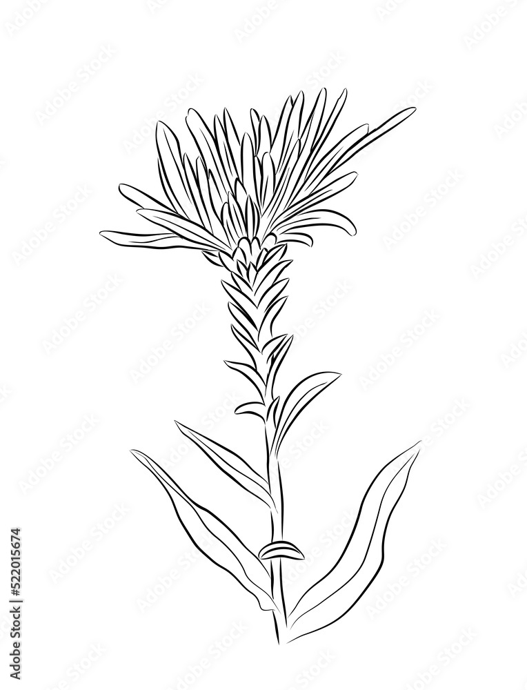Aster flower line art vector illustration. Modern hand drawn black ink ...