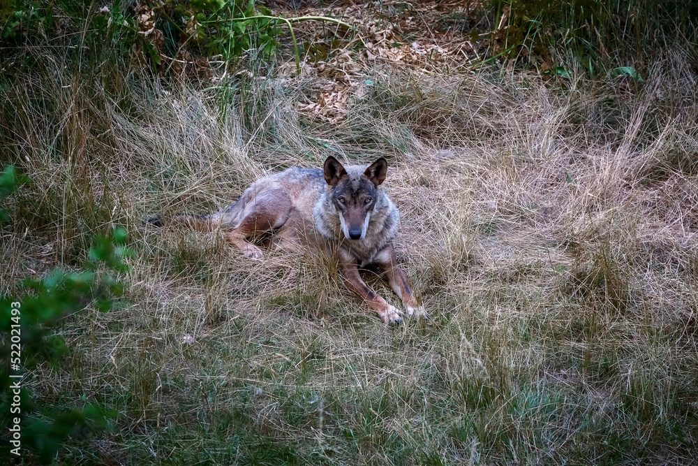 Italian wolf, Canis Lupus Italicus, unique subspecies of the indigenous ...