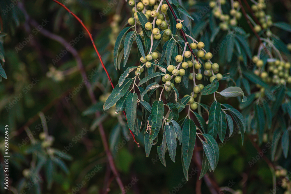 Russian olive fruits on the branches . Elaeagnus Angustifolia Tree of ...