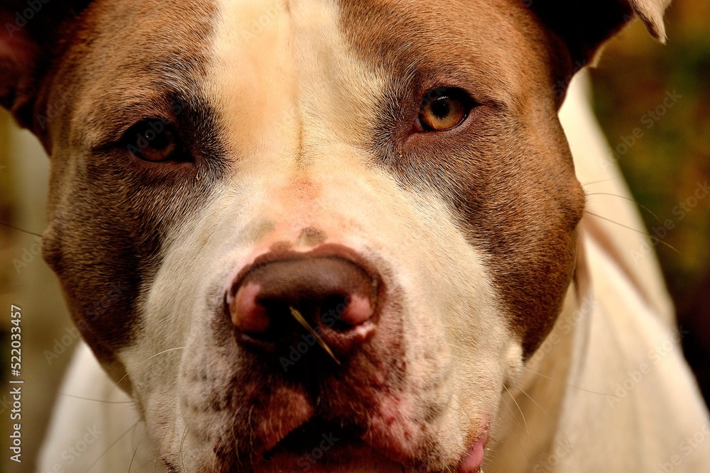 Pitbull face Stock Photo | Adobe Stock