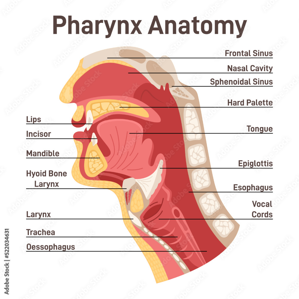 Upper respiratory tract anatomy. Pharynx cross section diagram Stock Vector | Adobe Stock