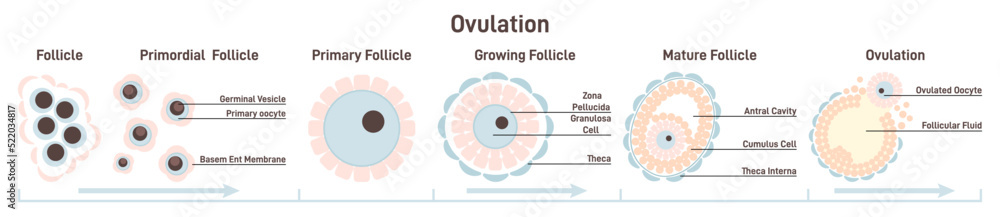 Female ovulation stages. Ovum maturing, follicle developing. Stock ...