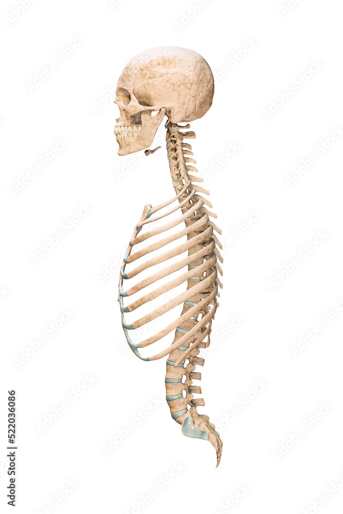 Accurate lateral or profile view of axial bones of human skeletal ...