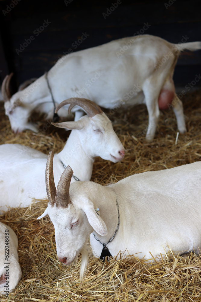 Goat farm from inside. Cute white goats taking a rest on a dry grass ...