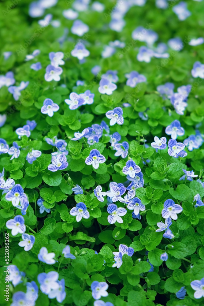 many small blue Veronica filiformis flowers in grass, blurred natural ...