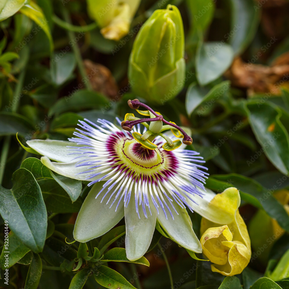 Blue Flower or Passiflora (Passiflora caerulea) leaves in tropical ...