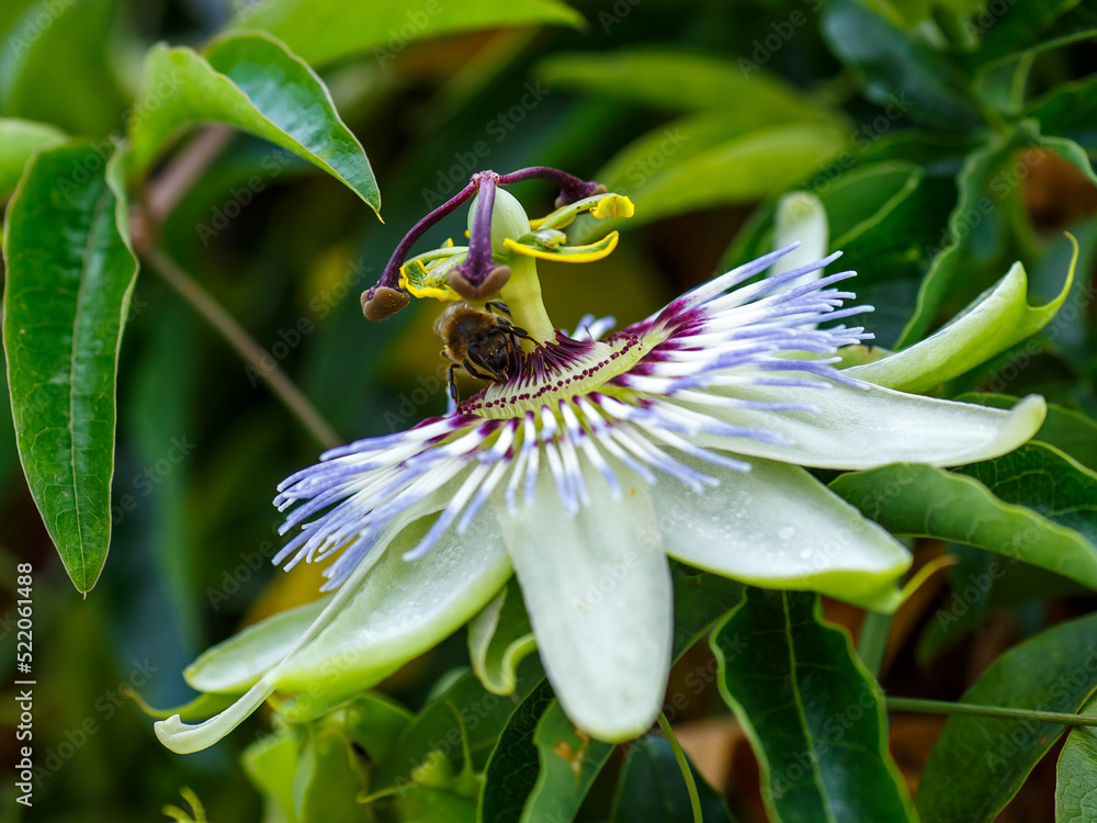 Blue Flower or Passiflora (Passiflora caerulea) leaves in tropical ...