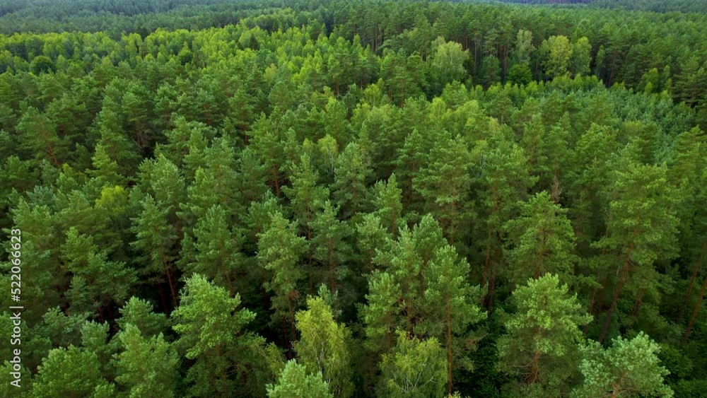 Flying Above Pine Tree Tops and Green Spruce. Aerial View Top Down of ...