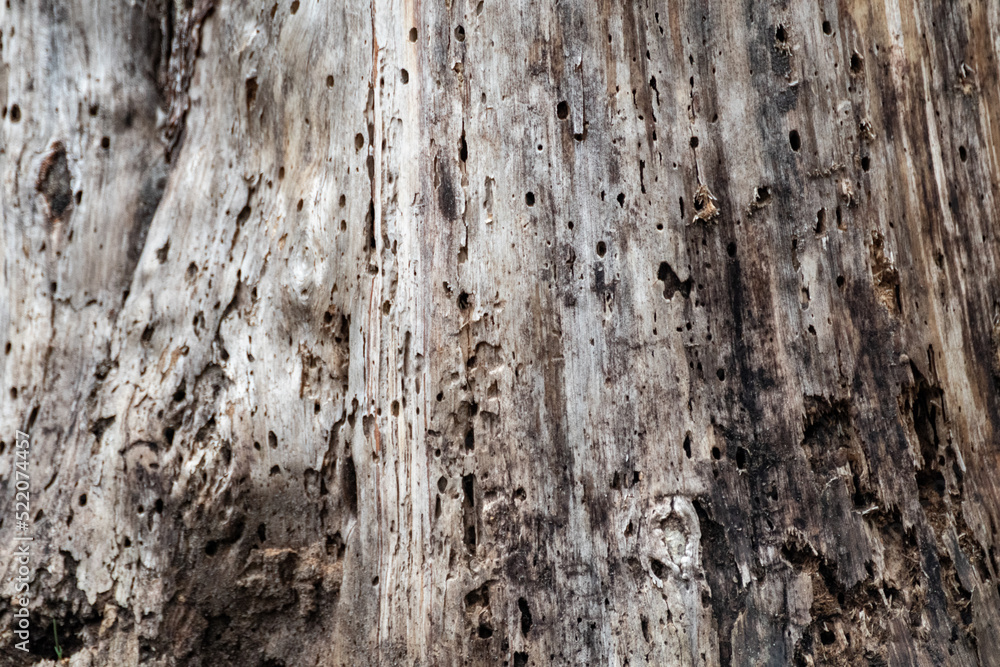 Tree trunk damaged, eaten by borer insects, close-up view. Tree with ...