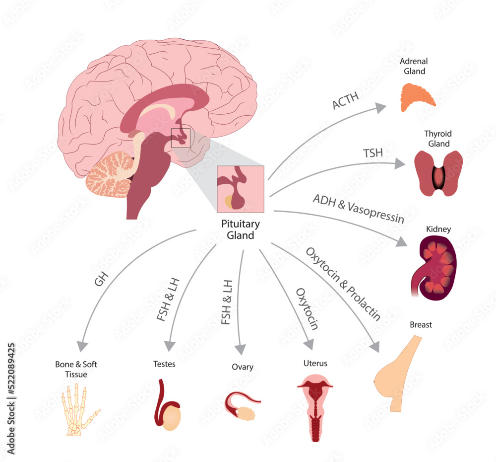 Pituitary gland illustration and each hormone excitation in human body ...