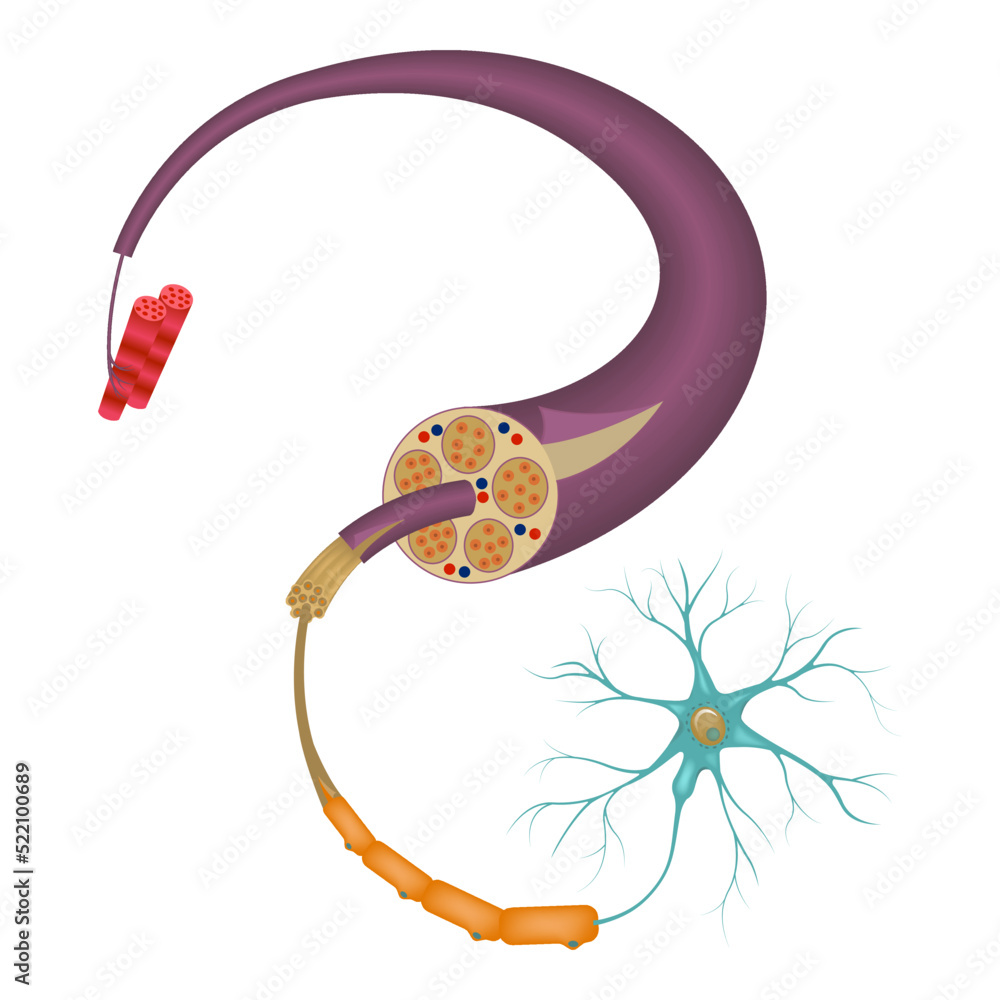The structure of the human nerve. Delal anatomy. Medical poster. Vector ...
