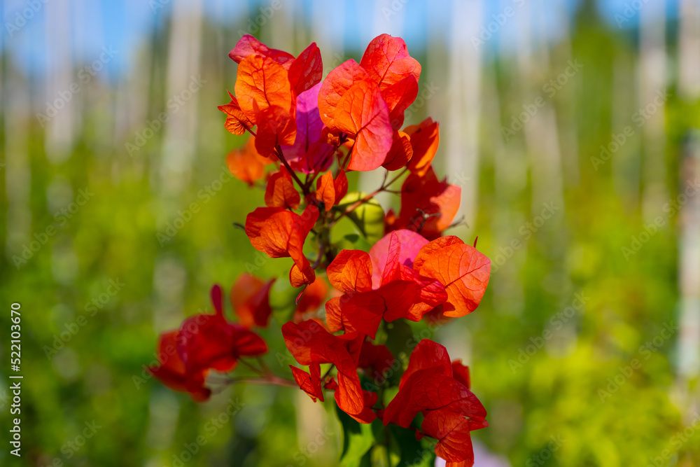 Local orange bougainvillea, which has the nickname paper flower because ...