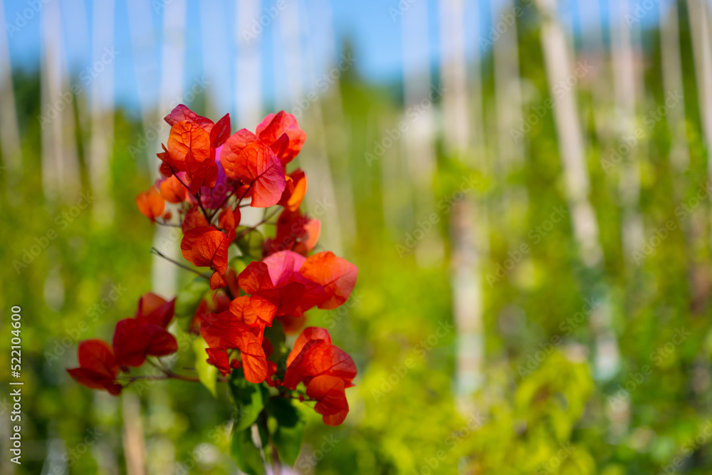 Local orange bougainvillea, which has the nickname paper flower because ...