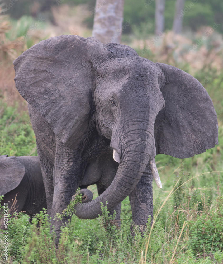 Tusker elephant; Elephant with tusks; Elephant in the wild; wild ...