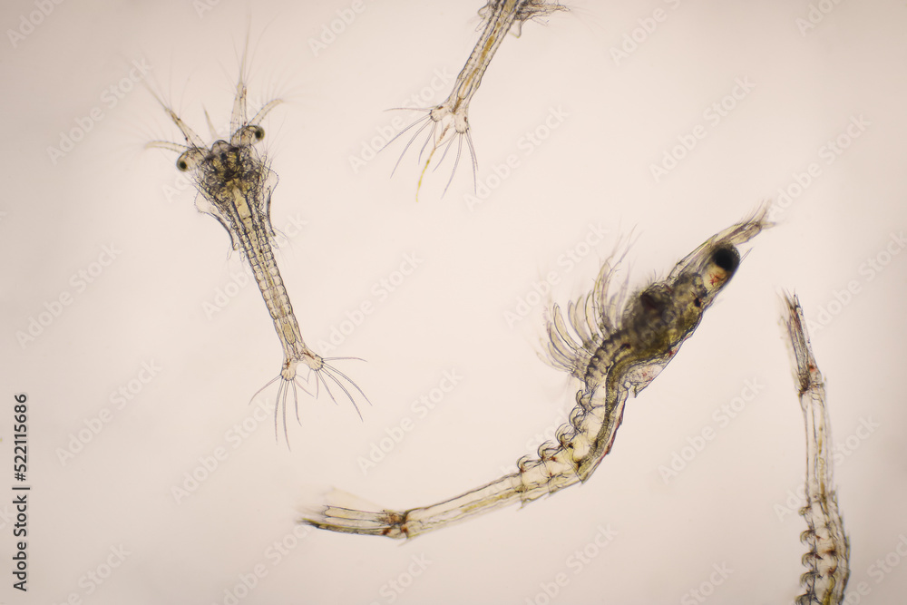 Shrimp Zoea Stage And Mysis Stage Of Vannamei Shrimp In Light