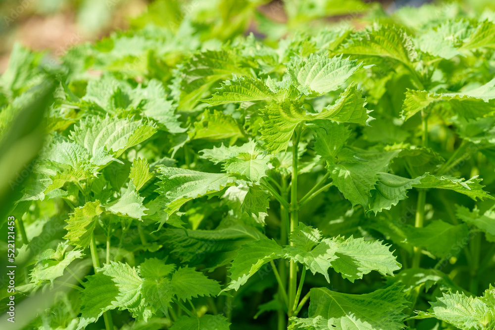 Green Shiso, Perilla frutescens var. crispa Stock Photo | Adobe Stock