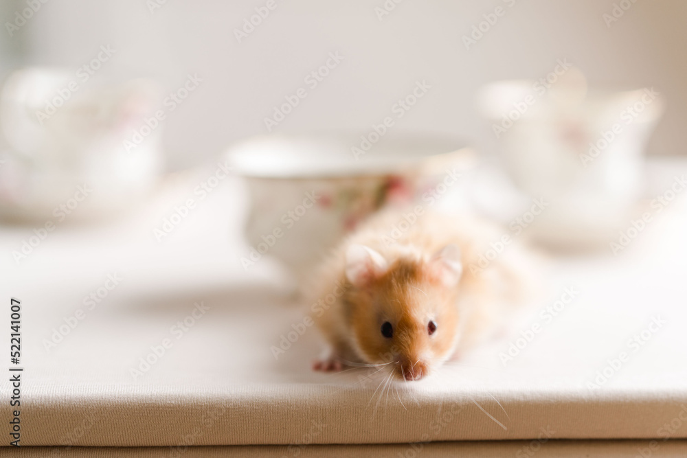 teddy bear hamster in a tea cup Stock Photo | Adobe Stock