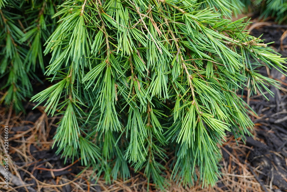 Cedrus deodara (Feeling Blue) is low growing, mounding, spreading ...