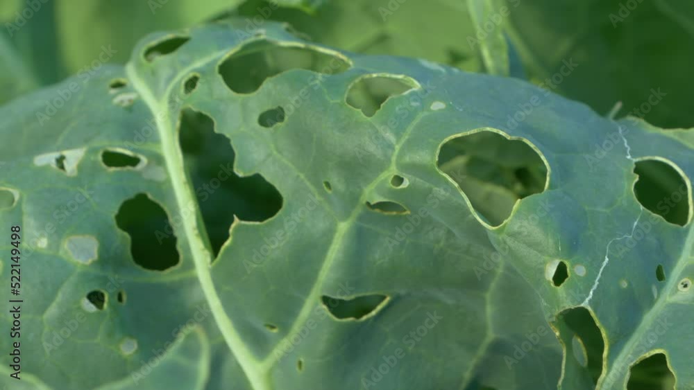 CLOSE UP: Many holes on green cabbage leaf caused by a cabbage ...