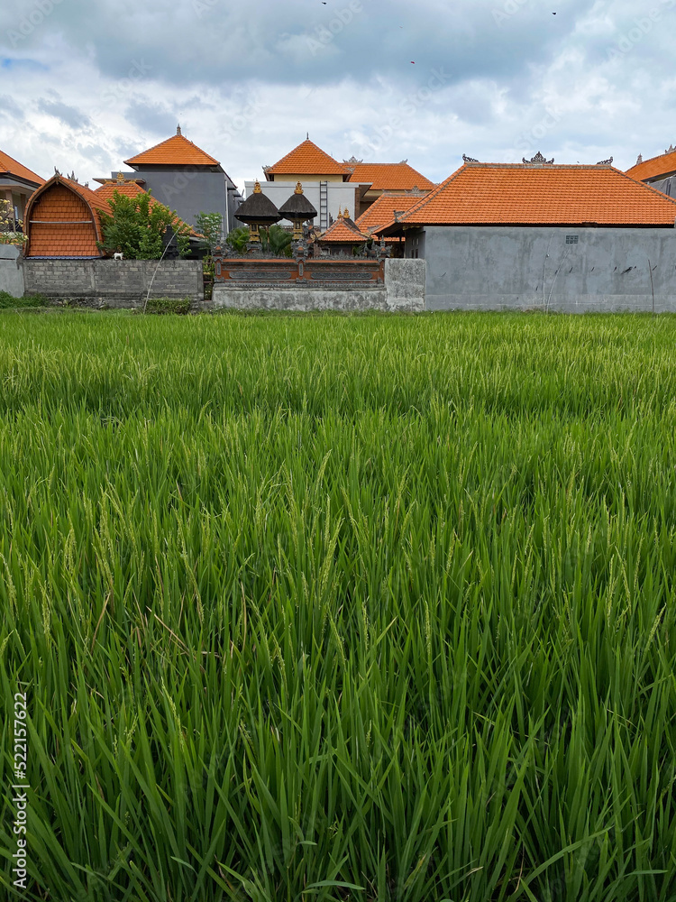 Rice fields. Stock Photo | Adobe Stock