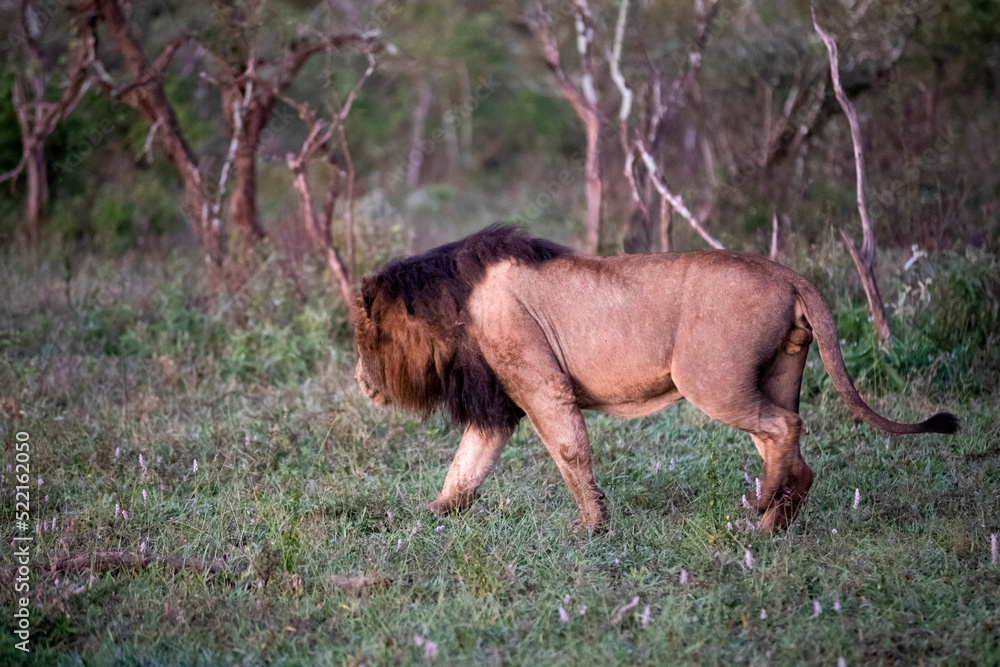 The big carnivorous animal of the African lion walking in the African ...