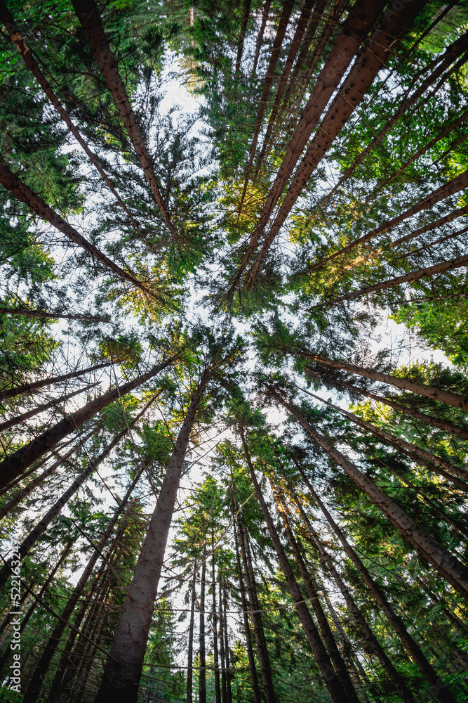 Tree Forest Summer Nature Patterns Stock Photo | Adobe Stock