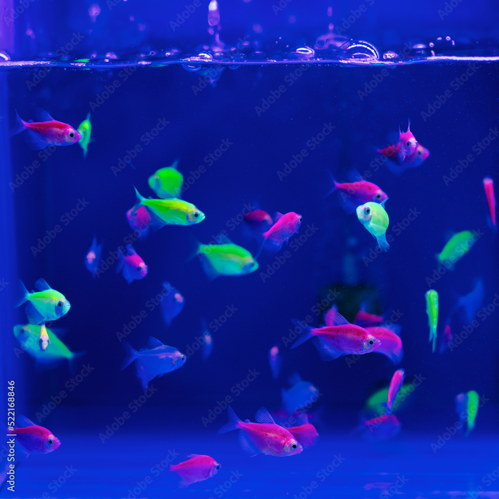 Beautiful fish swim in aquaculture tank Stock Photo | Adobe Stock