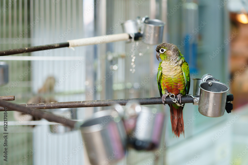 Beautiful parrot pet bird Stock Photo | Adobe Stock