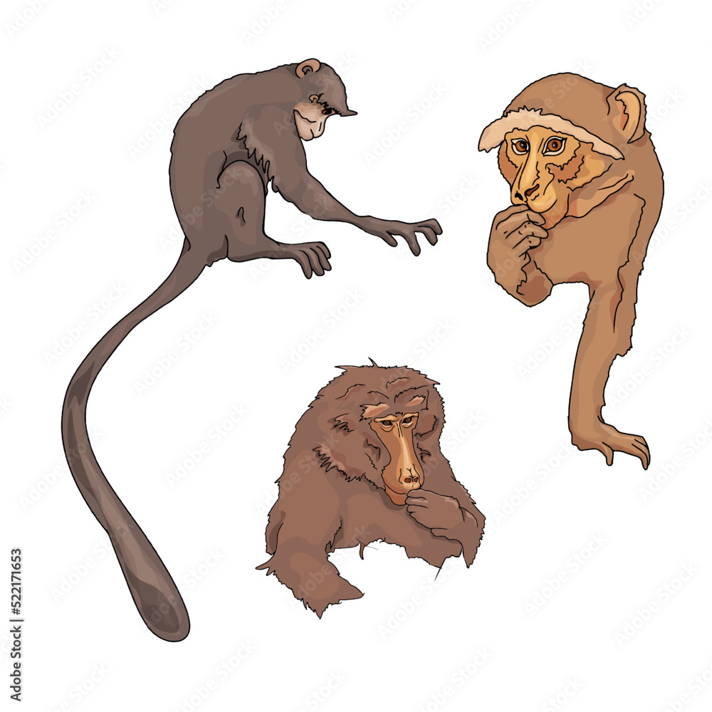 Vector Large set of monkeys isolated on a white background. Portrait of ...