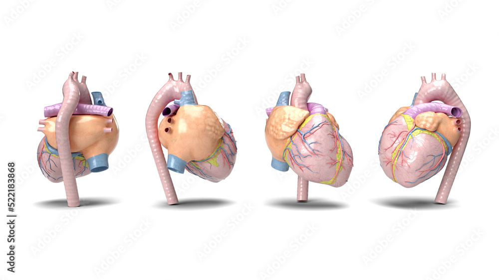 3d render human heart in four angles on a white background. anatomical ...